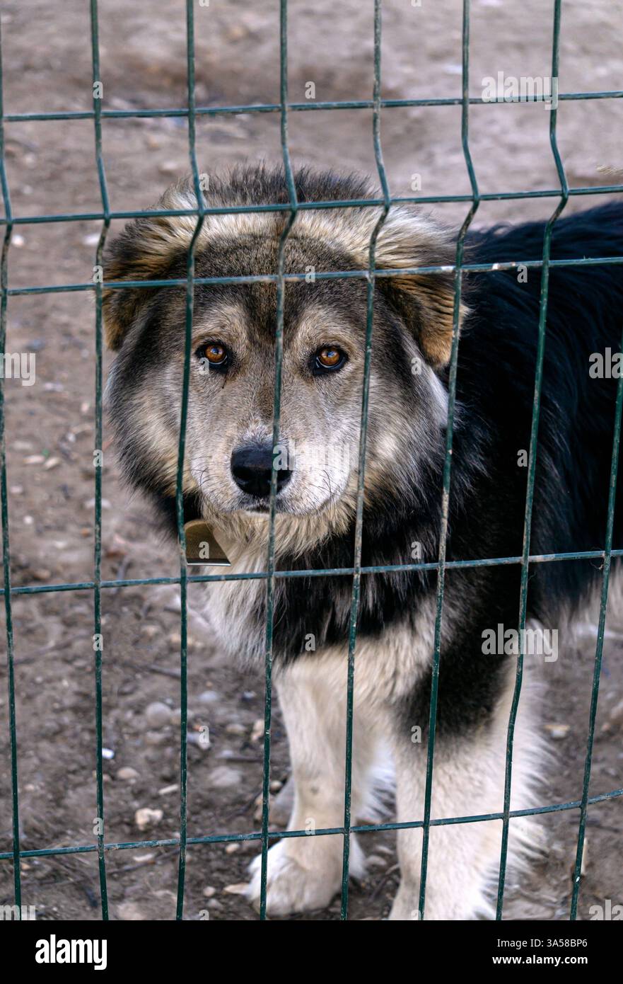 A young husky puppy looks through a chain link fence Stock Photo - Alamy