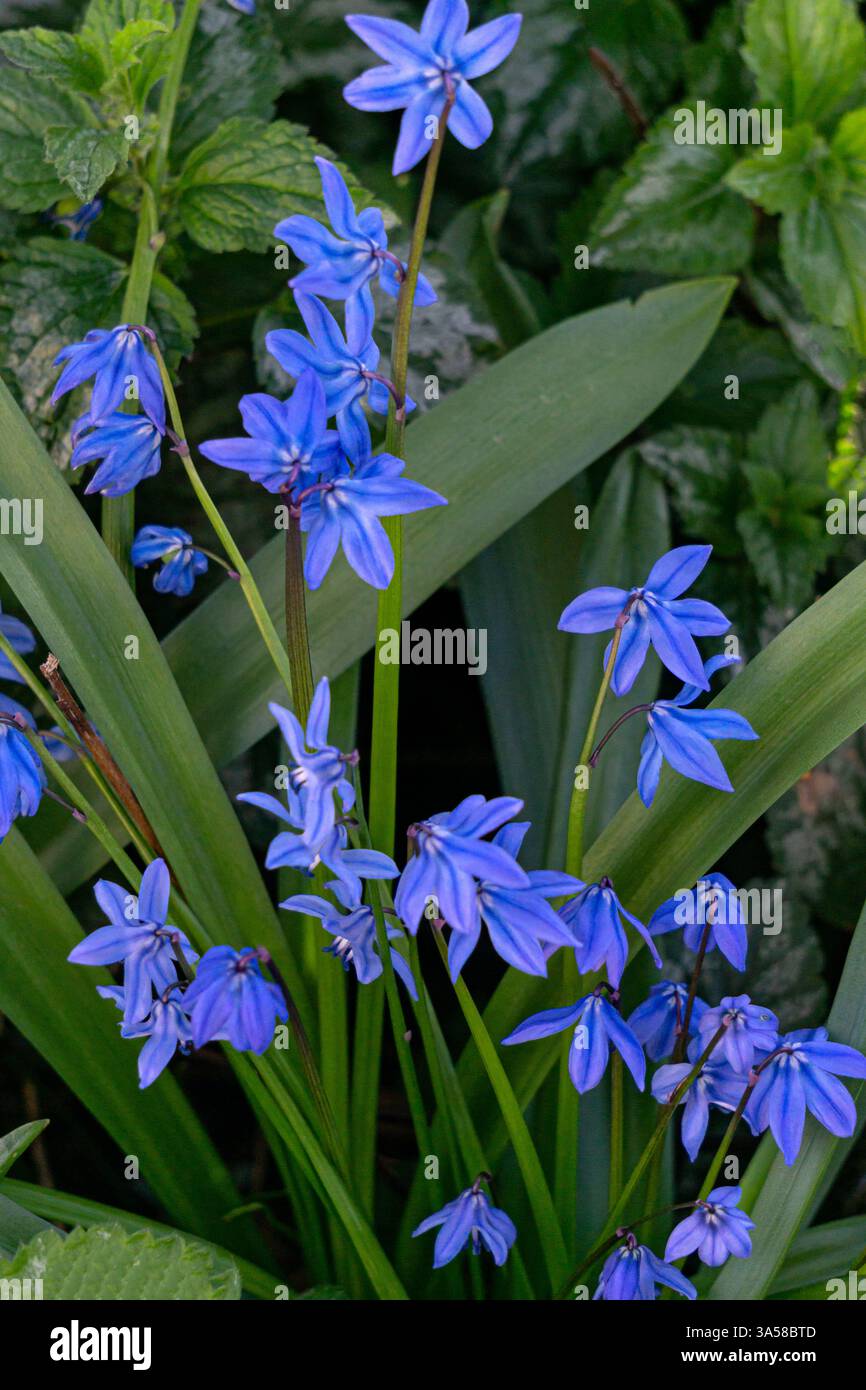 The blue flowers of the Siberian bluebell bloom in early spring Stock ...