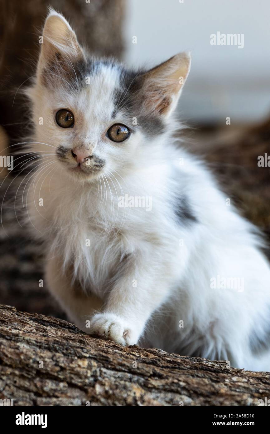 Close up portrait of cute little kitten posing to the camera, clear ...