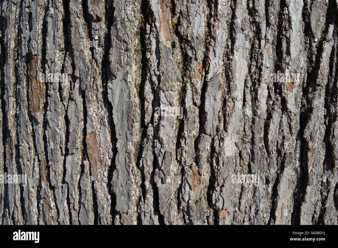 Natural background tree texture hi-res stock photography and images - Alamy