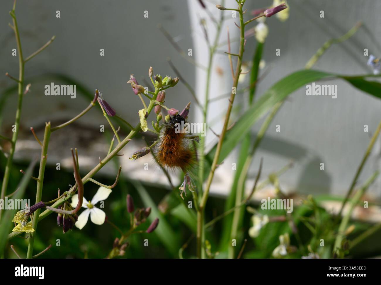 A busy bee flits between delicate wildflowers in a lush green garden ...