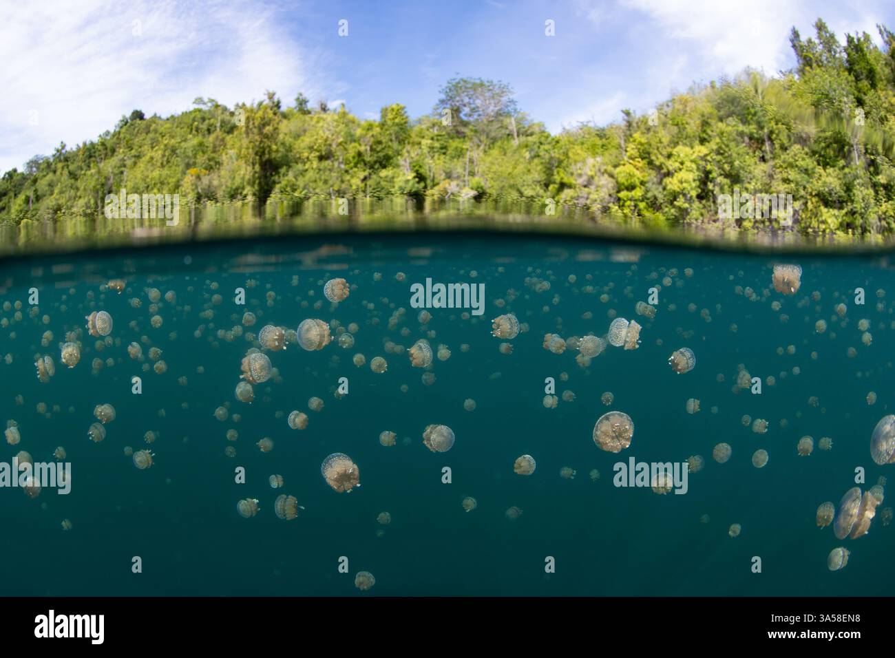 Golden jellyfish swim near the surface of Mariona Lake in the Togian ...