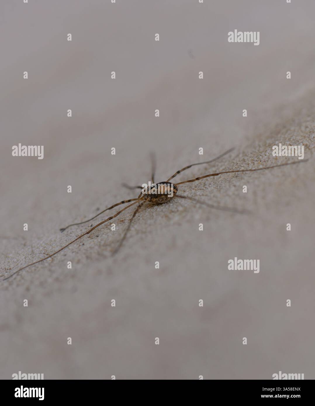 A delicate arachnid can be seen carefully moving across a rough surface ...