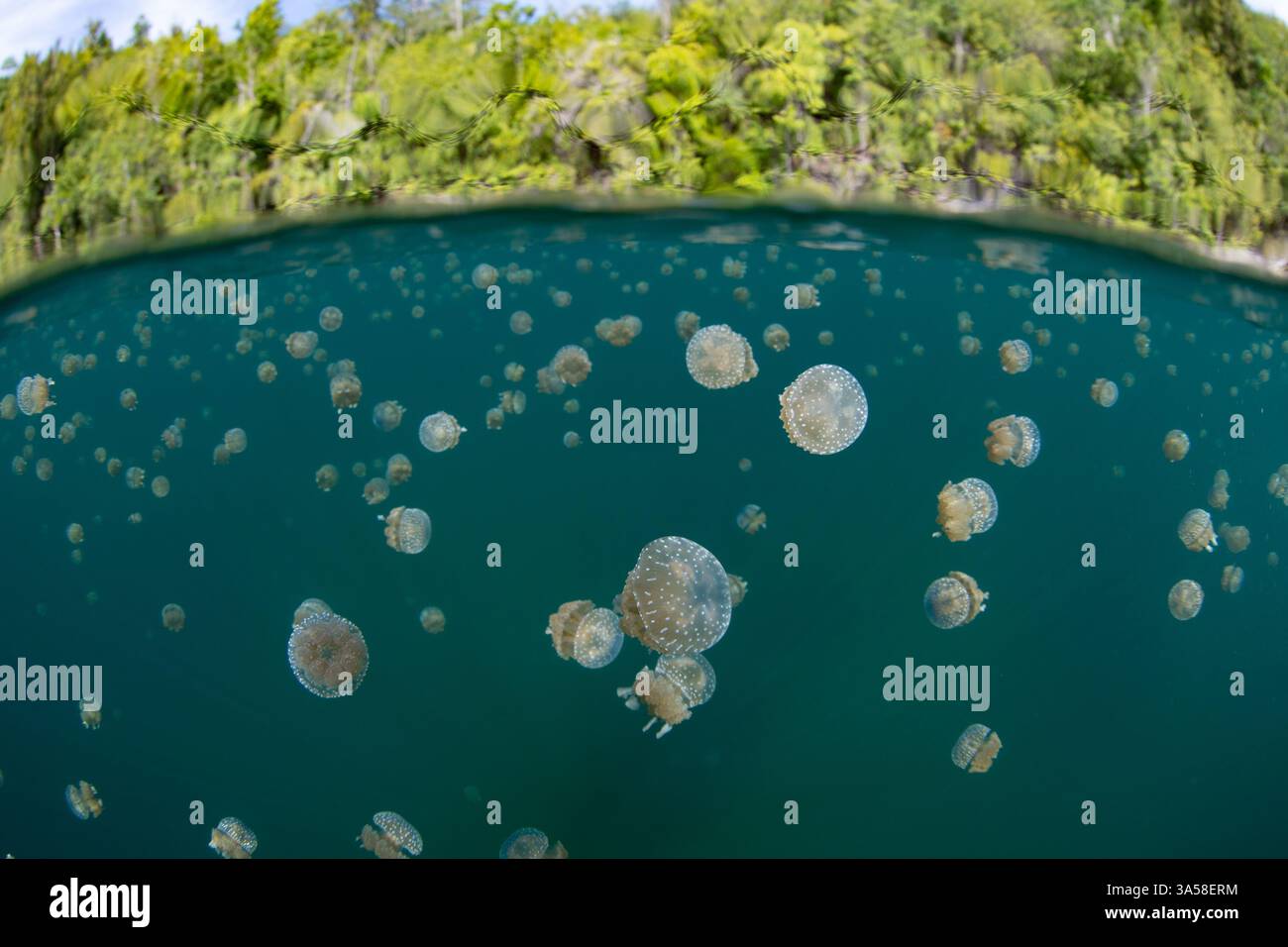 Golden jellyfish swim near the surface of Mariona Lake in the Togian ...