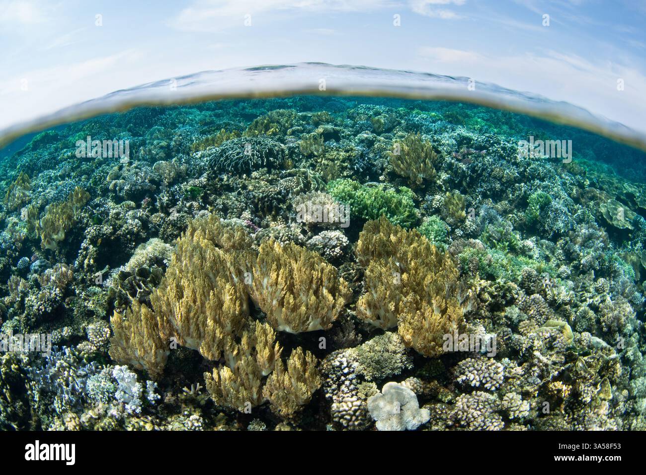 A healthy coral reef grows in extremely shallow water in the Togian ...