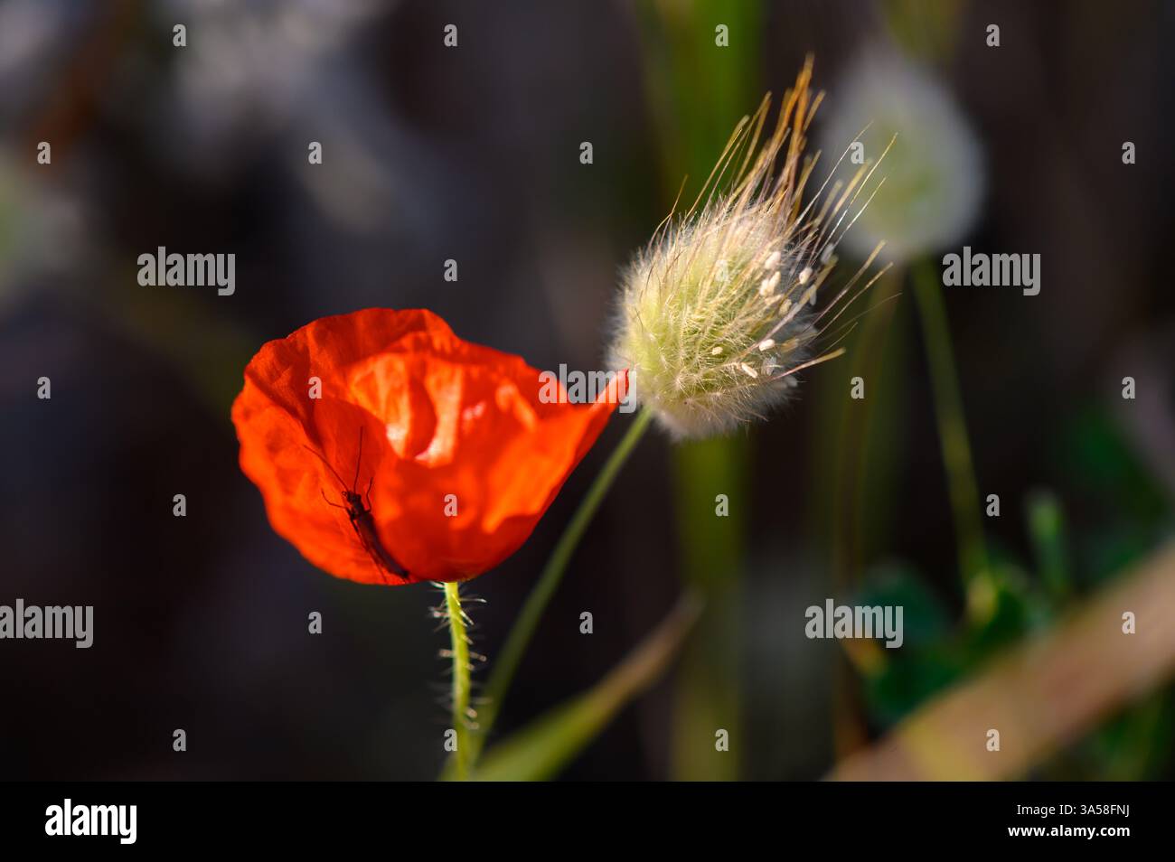 A striking red poppy flower blooms gracefully next to a soft, fluffy ...
