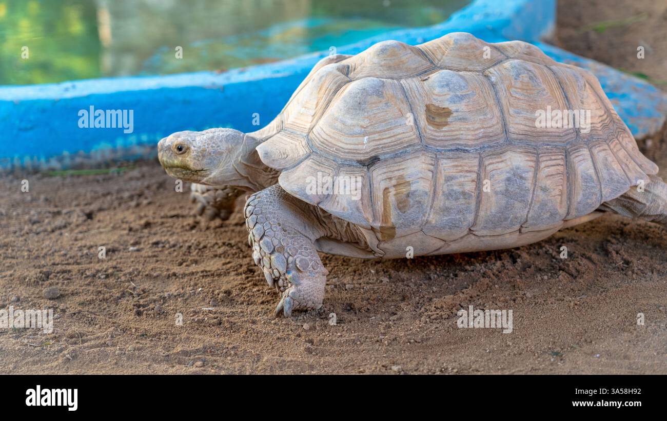 The African spurred tortoise, also called the sulcata tortoise, is an ...