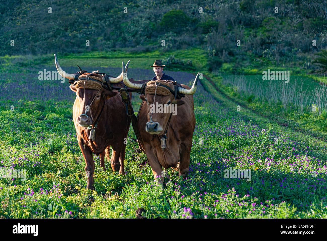 Farmer cultivating with cows hi-res stock photography and images - Alamy
