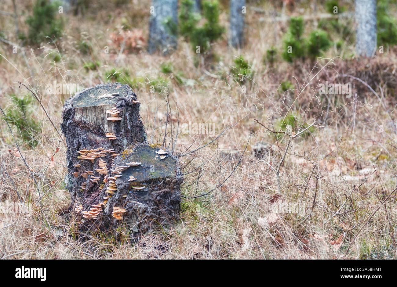 Growth, bushes and tree stump in forest, nature and countryside for ...