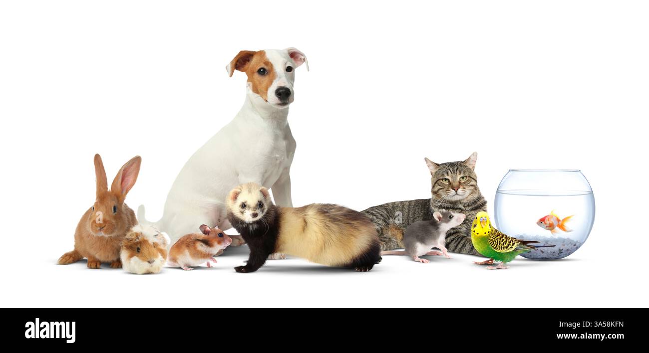 Group of cute domestic pets on white background. Banner design Stock ...