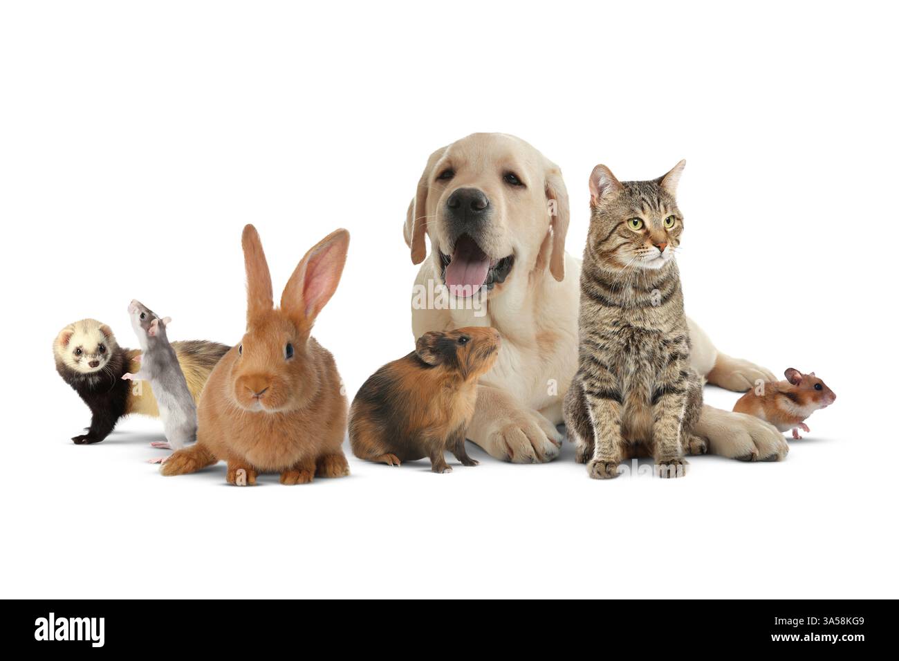 Group of cute domestic pets on white background Stock Photo - Alamy