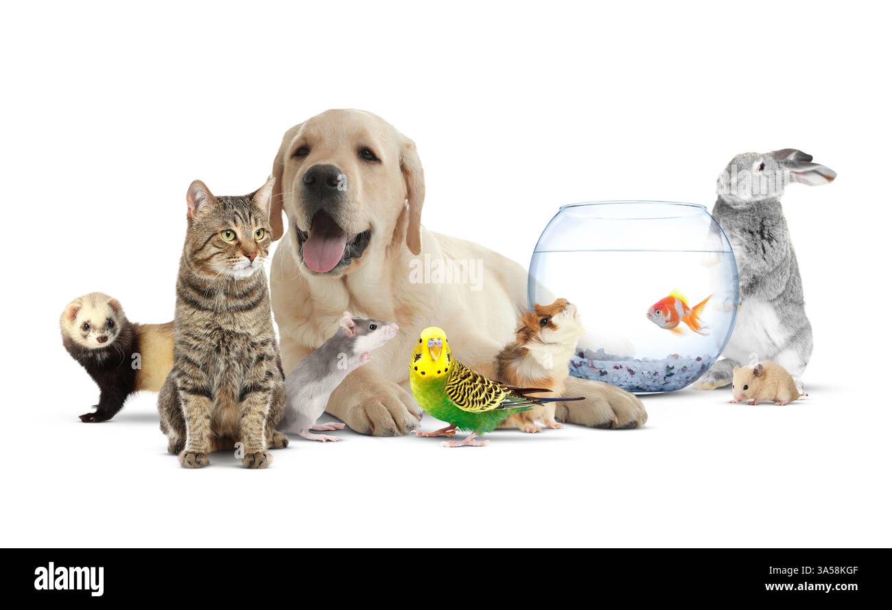 Group of cute domestic pets on white background. Banner design Stock ...