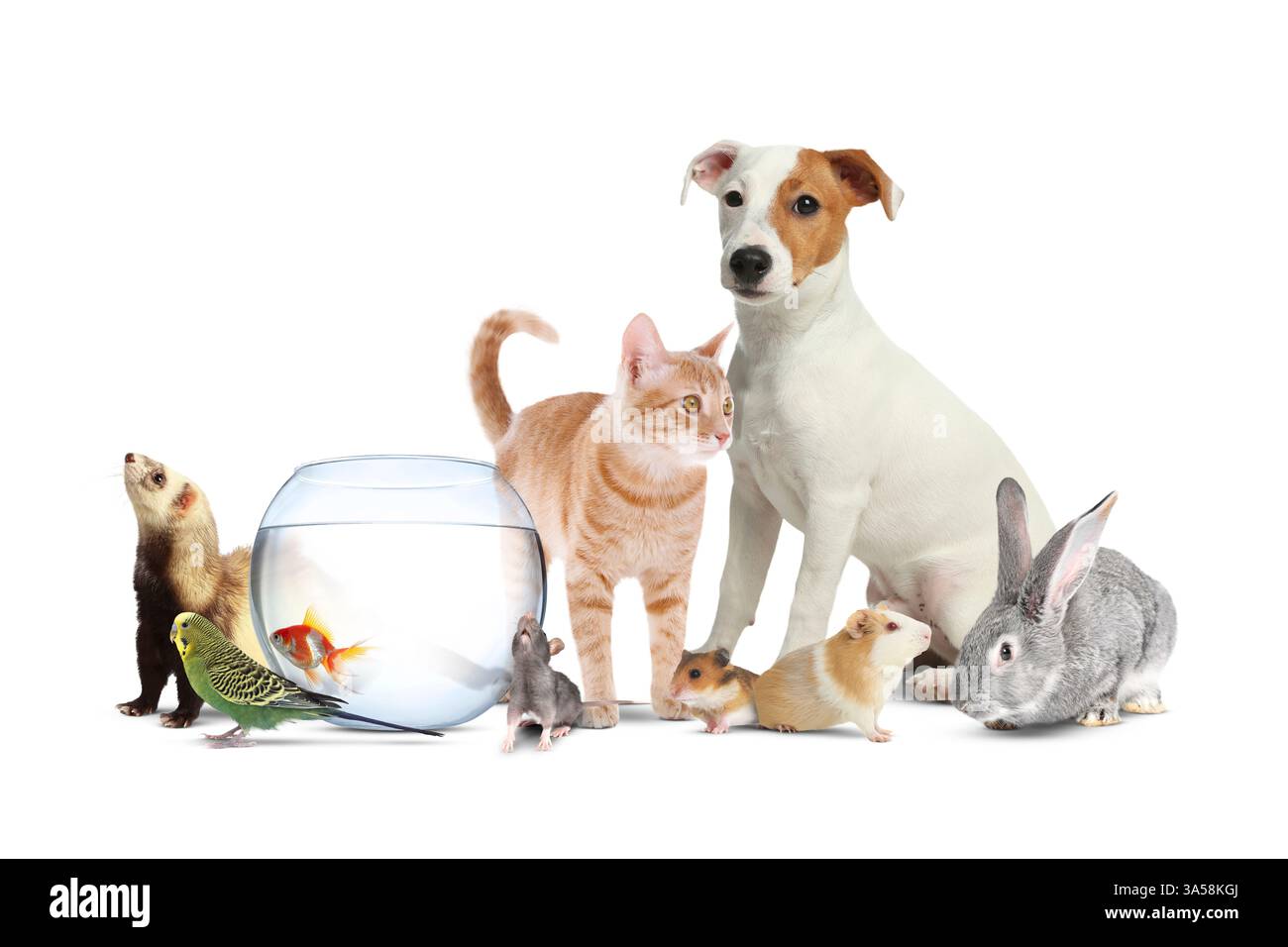 Group of cute domestic pets on white background Stock Photo - Alamy