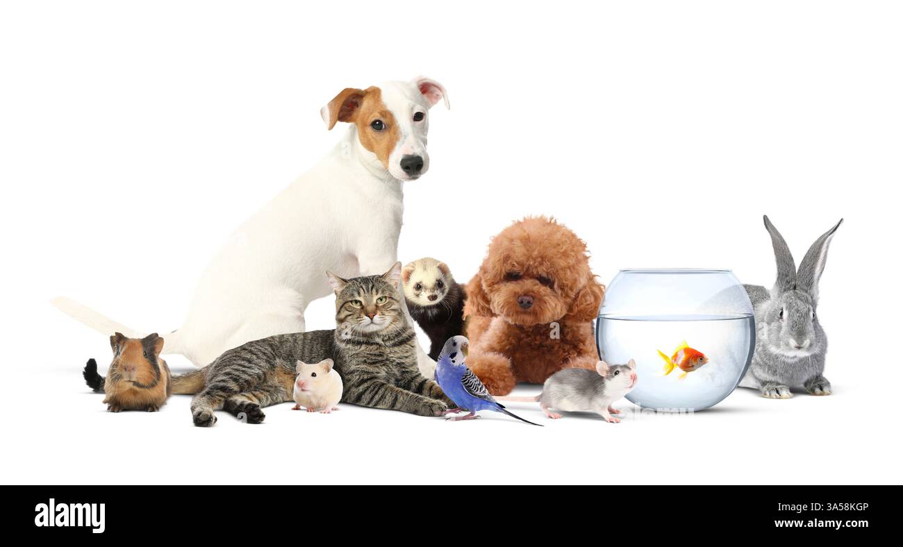 Group of cute domestic pets on white background. Banner design Stock ...