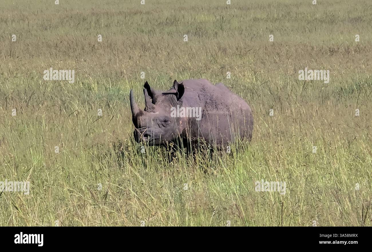 Wild black rhinoceros resting peacefully in tall grass, surrounded by ...