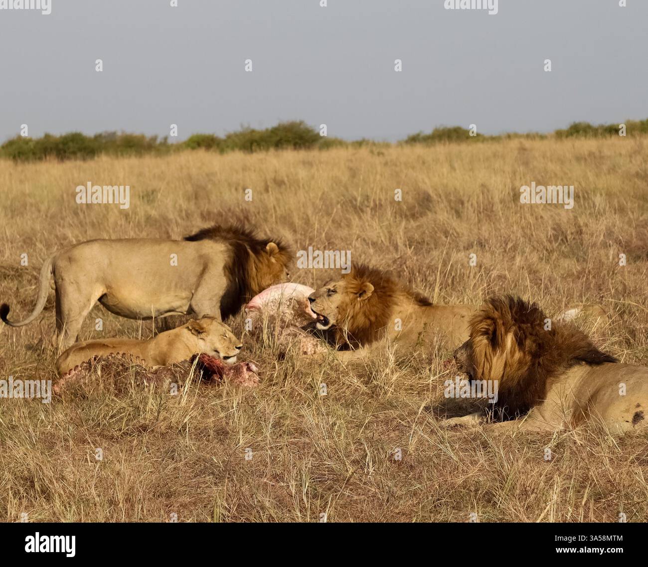 Group of lions feeding on a fresh carcass in the expansive African ...