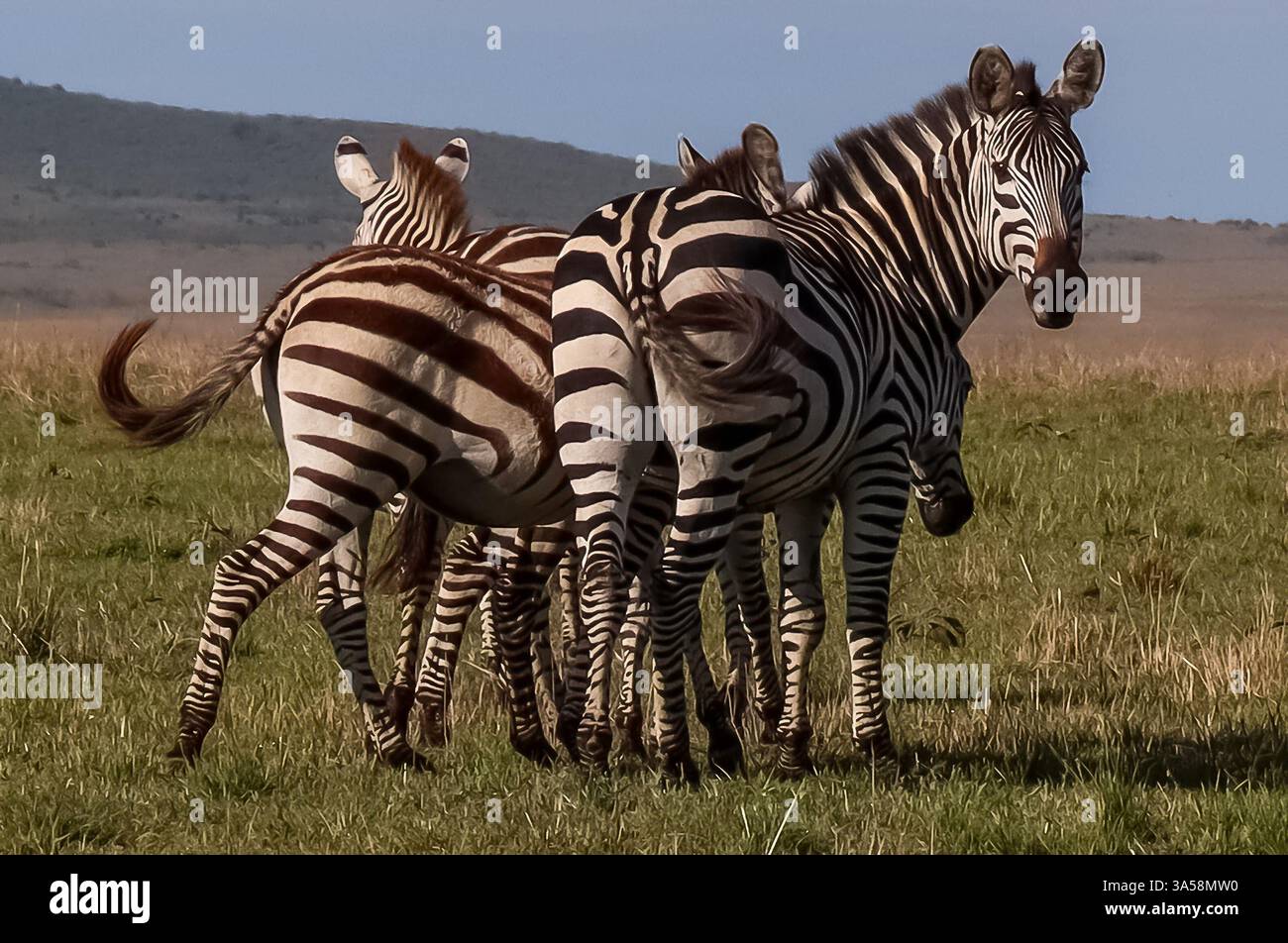 Zebras are grazing peacefully in the vast African savanna, showcasing ...