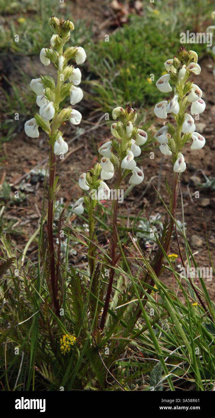 Coiled Lousewort (Pedicularis contorta) white wildflower in Wallowa ...