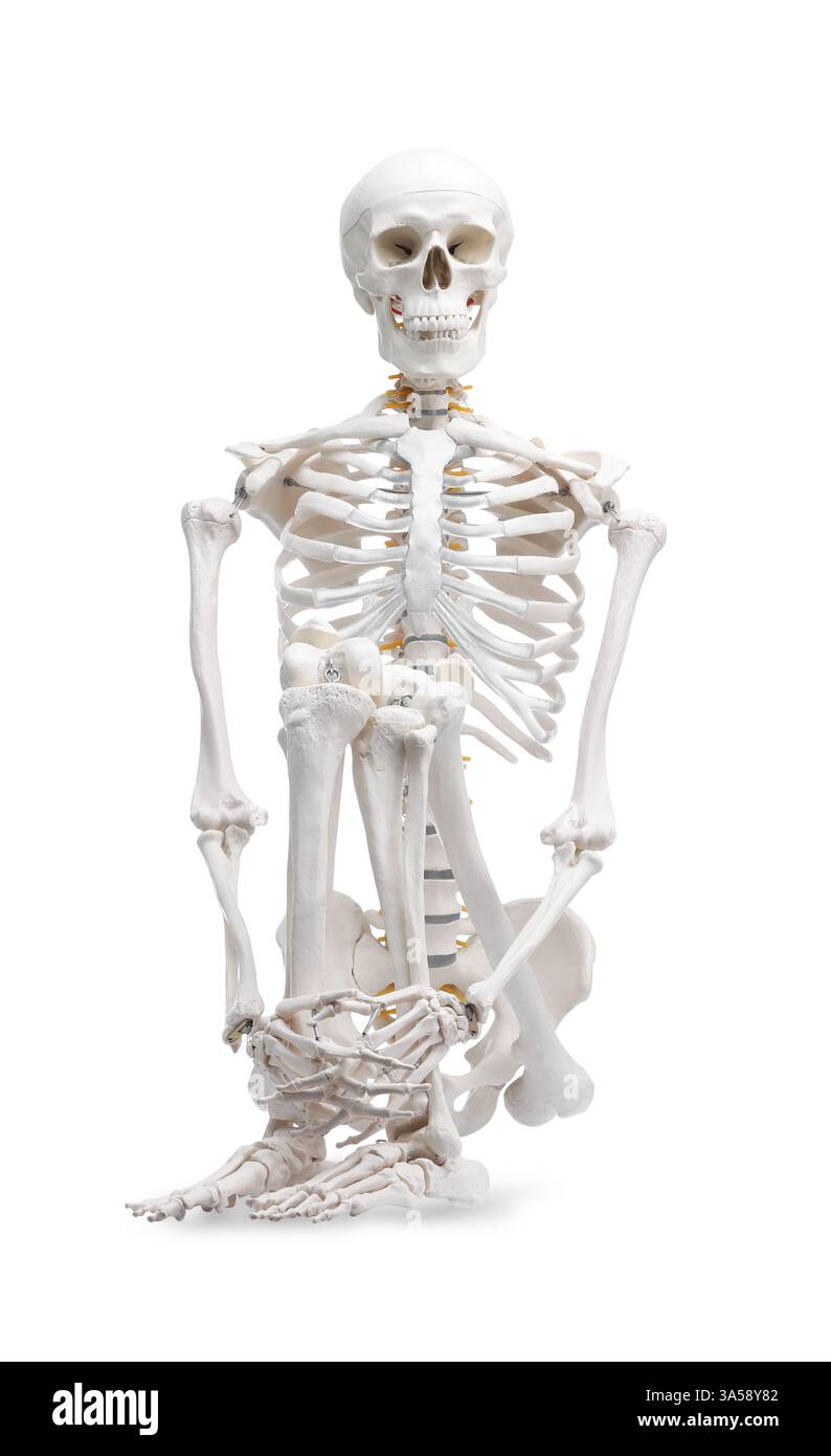 Artificial human skeleton model isolated on white Stock Photo - Alamy