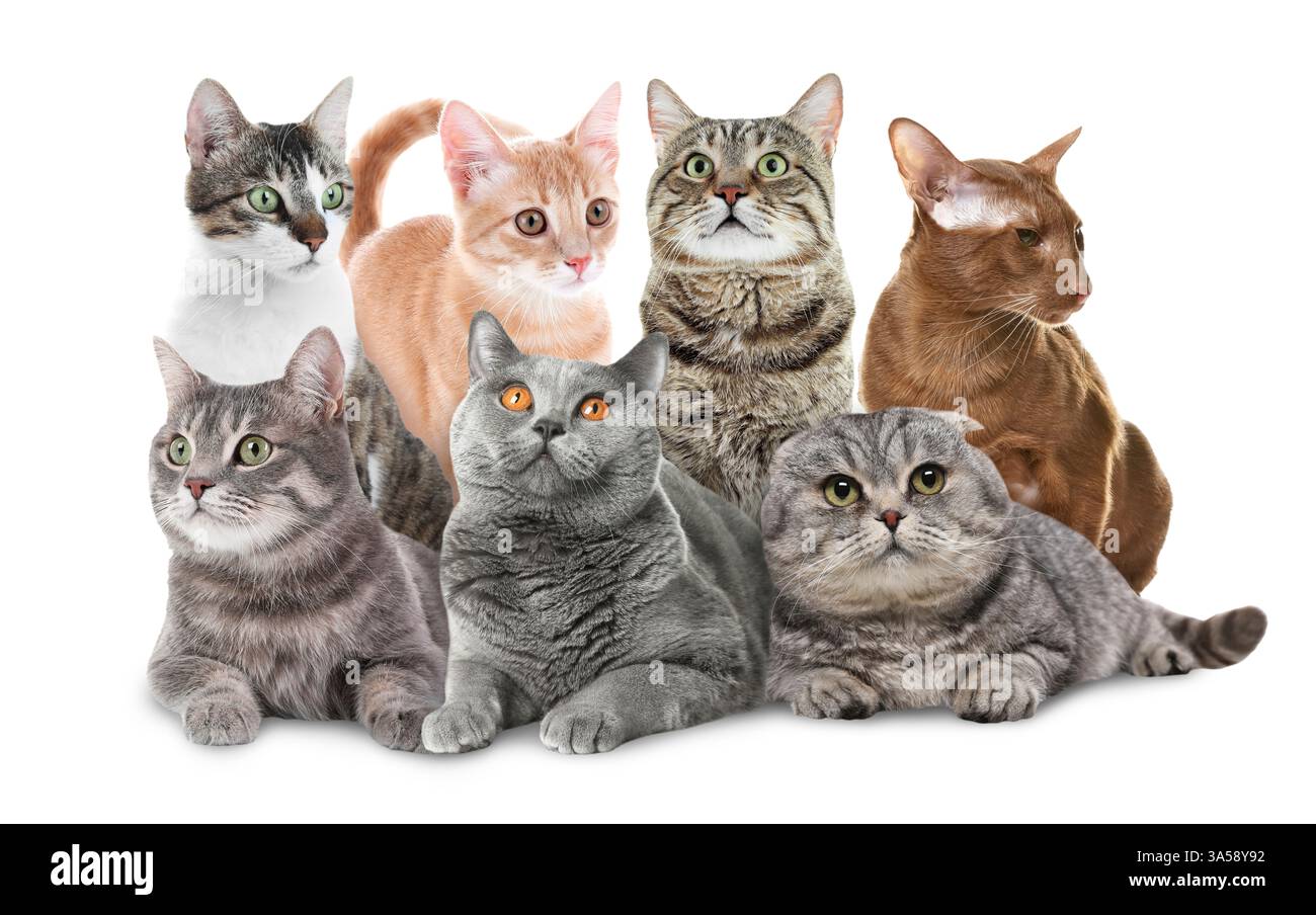 Group of cute cats on white background, banner design Stock Photo - Alamy