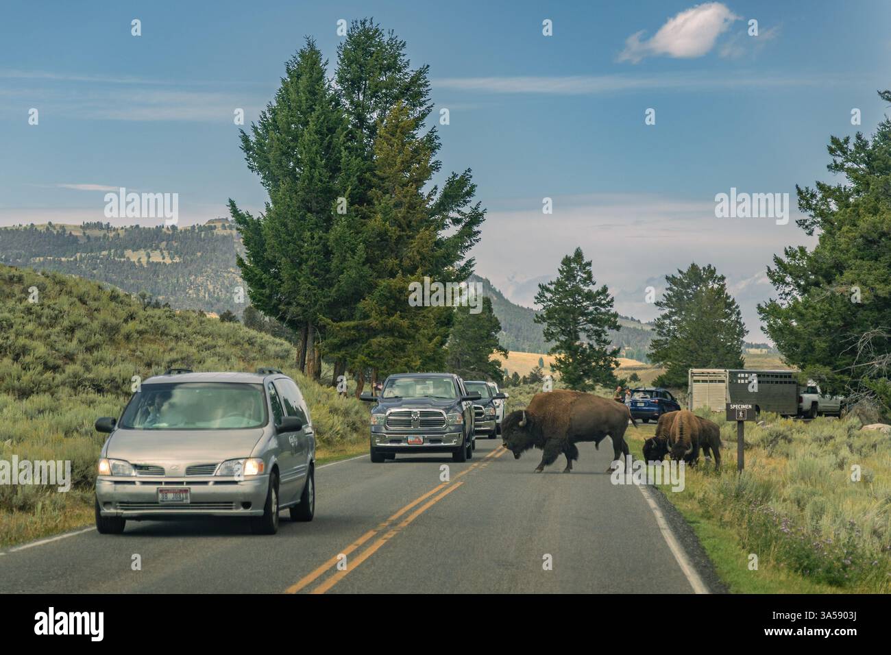 Yellowstone National Park, WY, US-August 24, 2024: Buffalo also known ...
