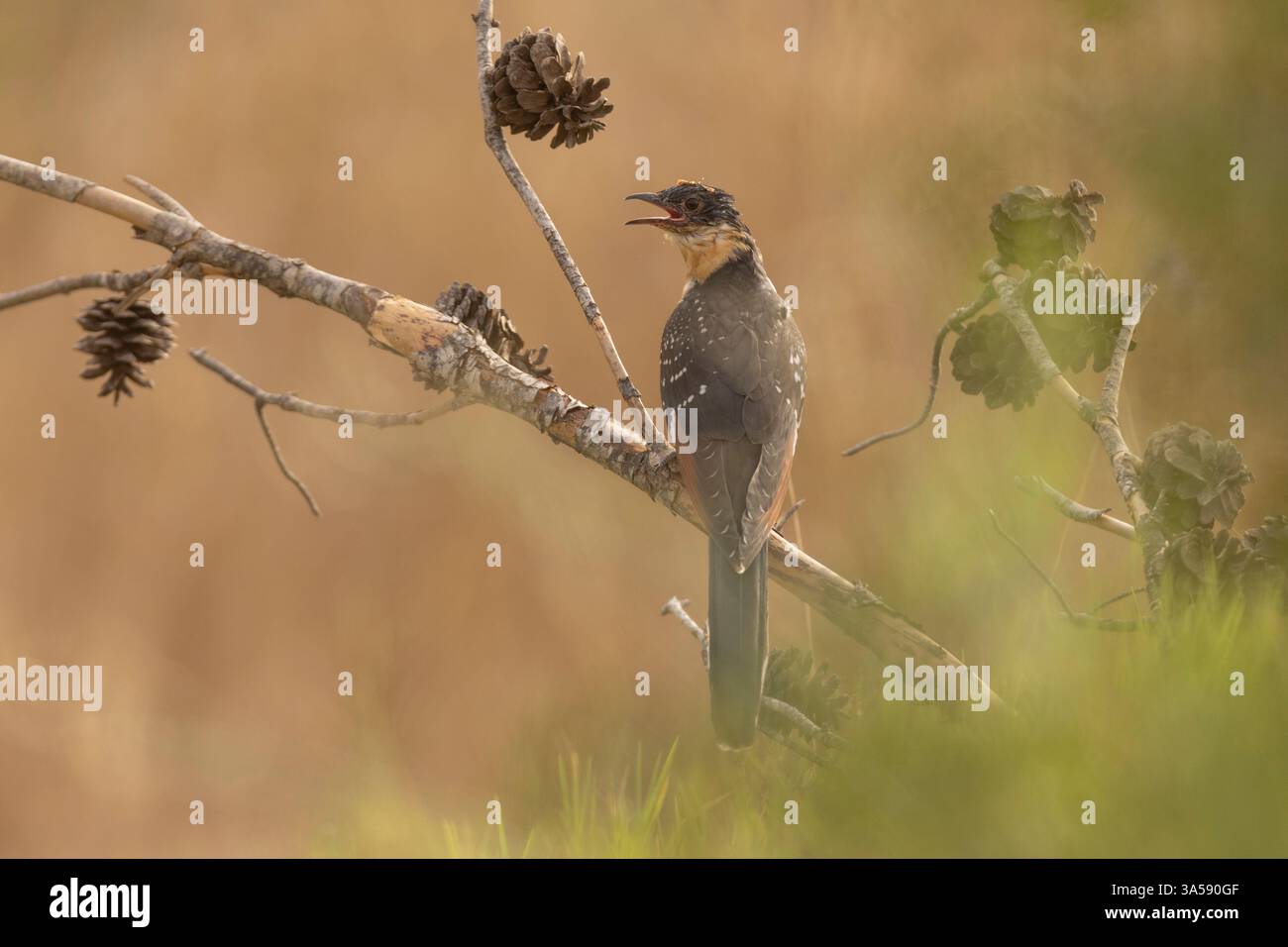 Great spotted cuckoo (Clamator glandarius). This bird is widely spread ...