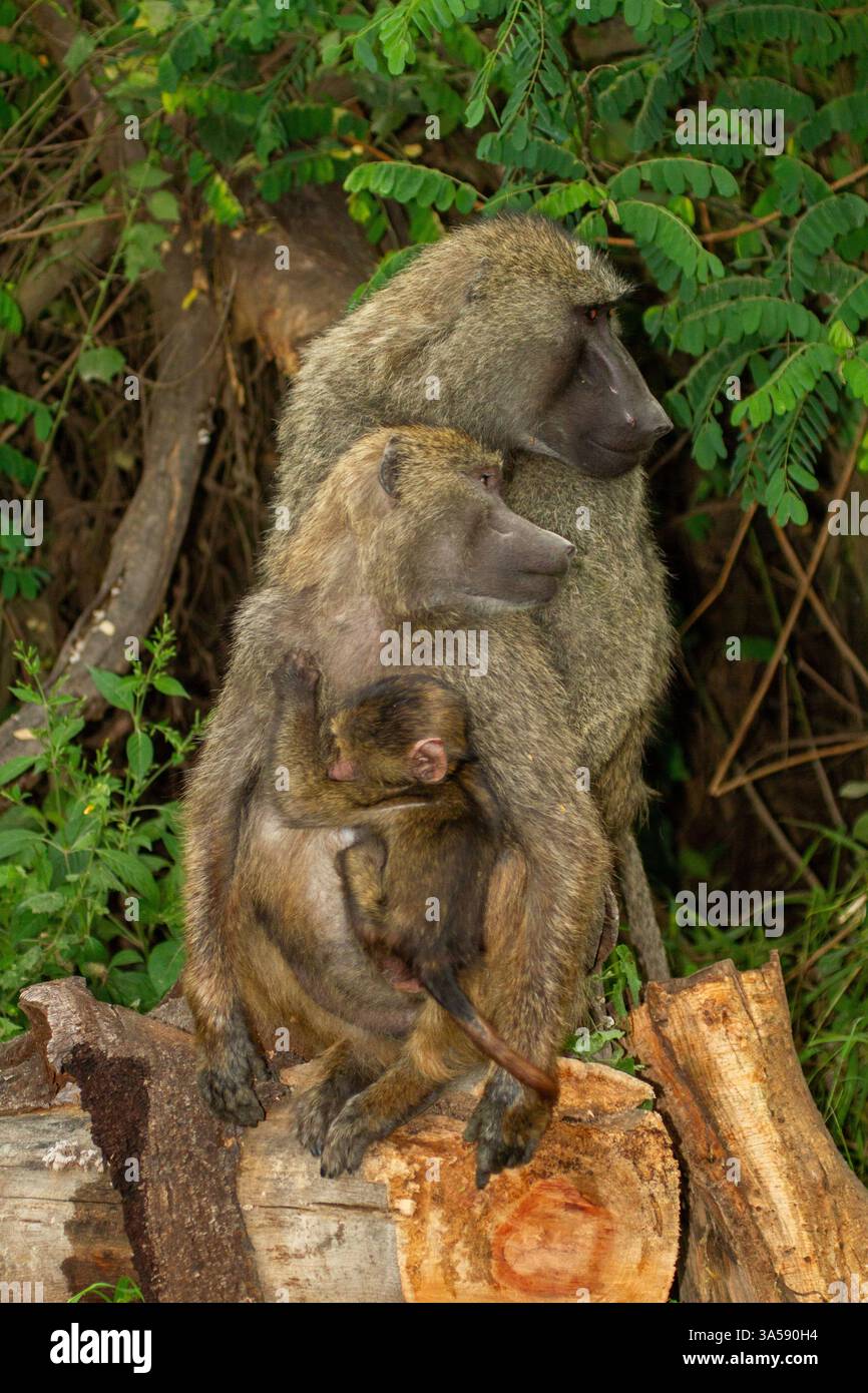 Olive baboon (Papio anubis) mother and baby Stock Photo - Alamy