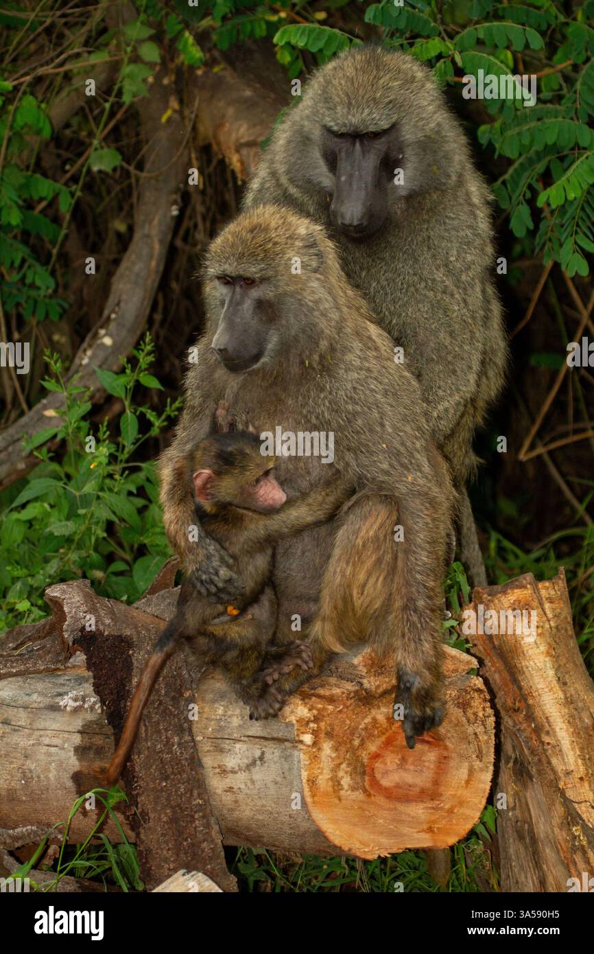 Olive baboon (Papio anubis) mother and baby Stock Photo - Alamy