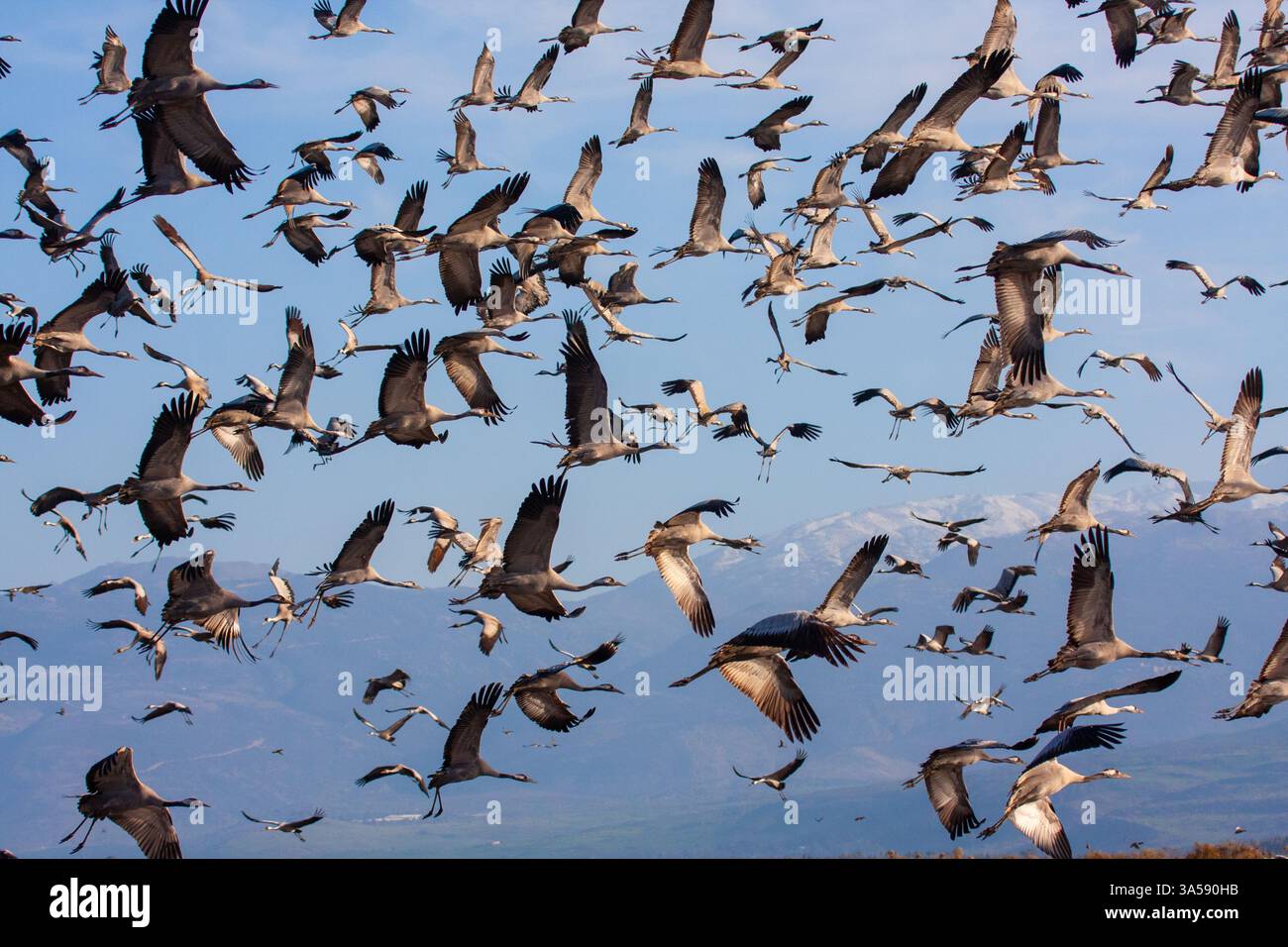 Flock of common cranes (Grus grus) in flight. This bird is a large ...