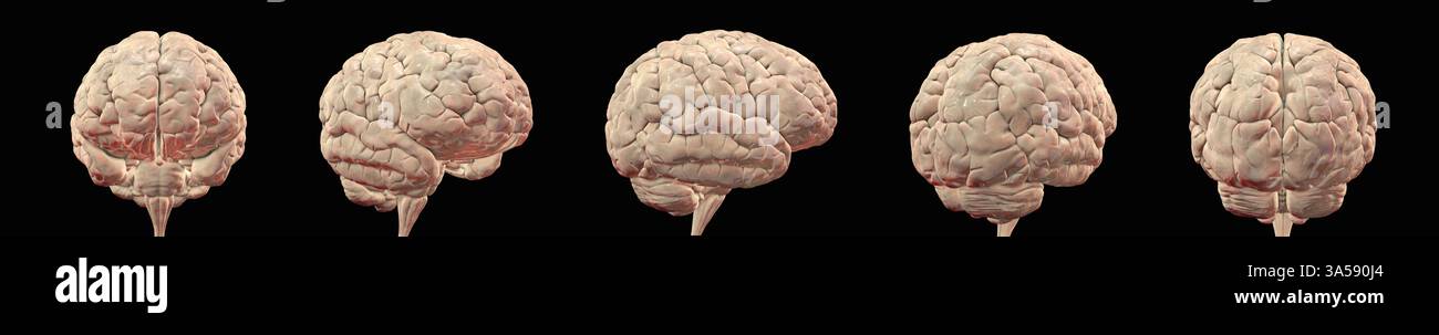 Illustration of the human brain shown from different angles Stock Photo ...