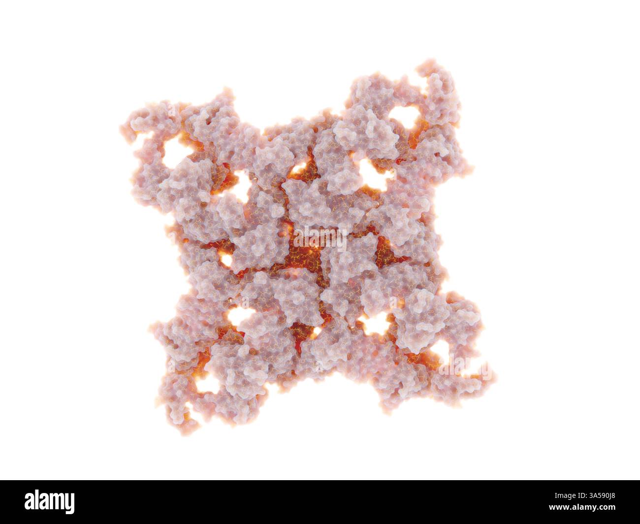 Structure of a skeletal muscle hi-res stock photography and images - Alamy