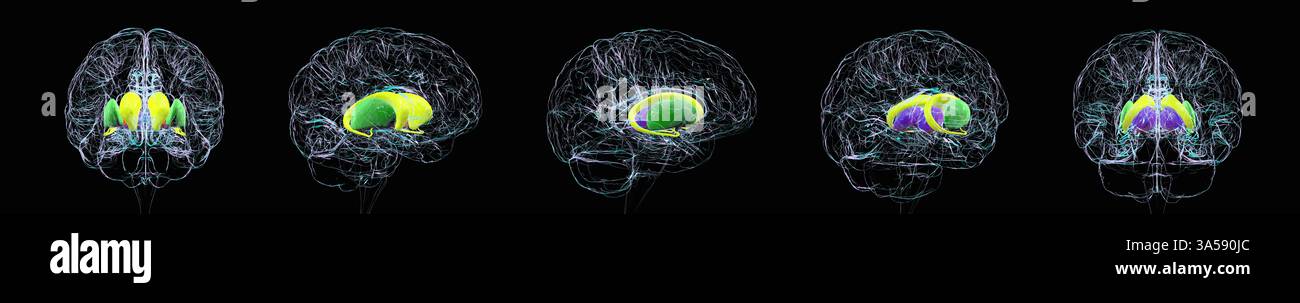 Illustration of the brain anatomy showing the caudate nucleus (yellow ...