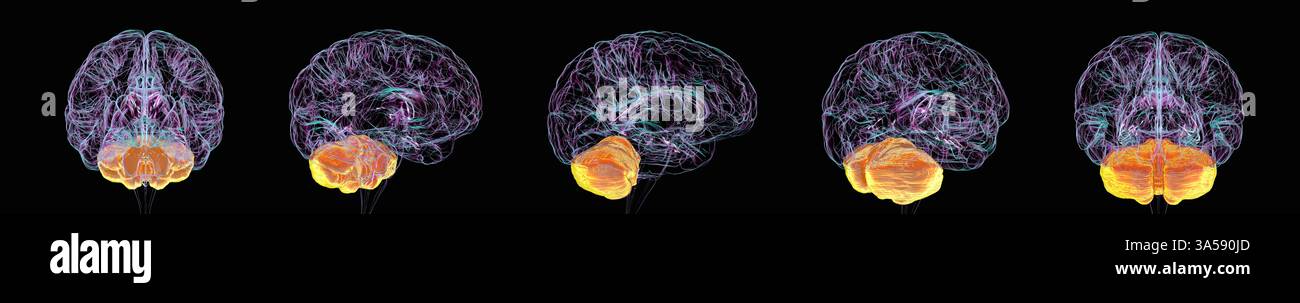Illustration of the human brain with a highlighted cerebellum shown ...
