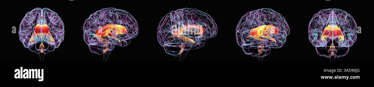 Illustration of the human brain shown from multiple angles with a ...