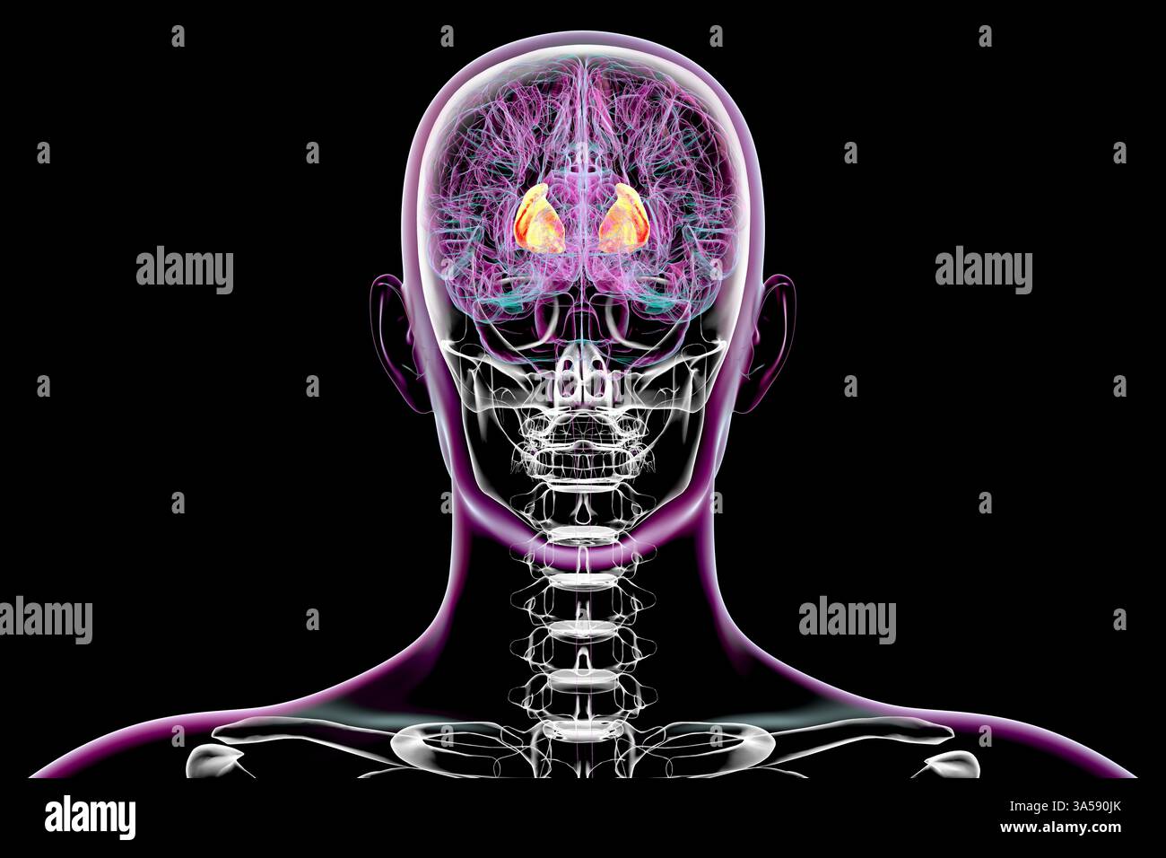Illustration of the human brain with a highlighted internal capsule ...