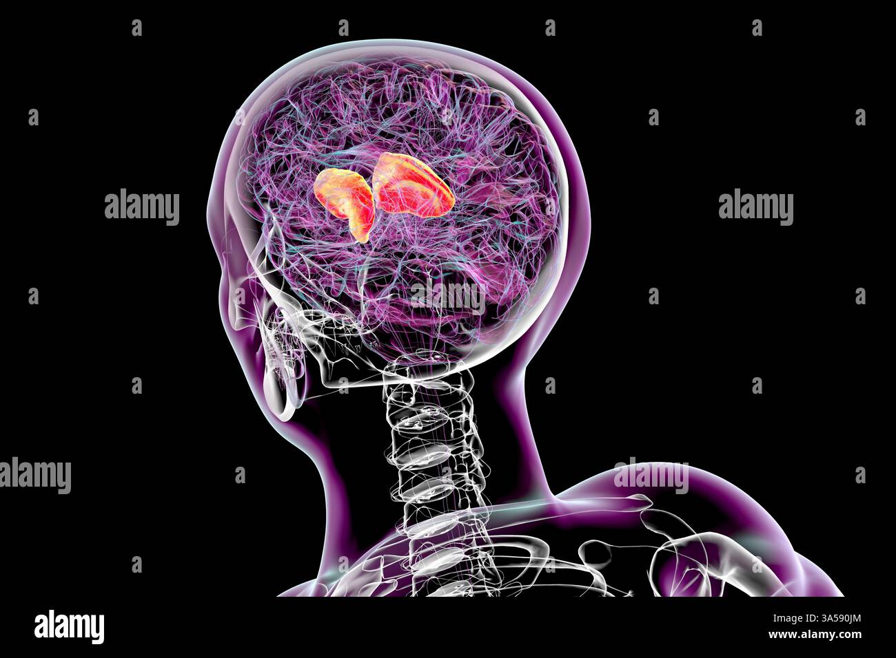 Illustration of the human brain with a highlighted internal capsule ...