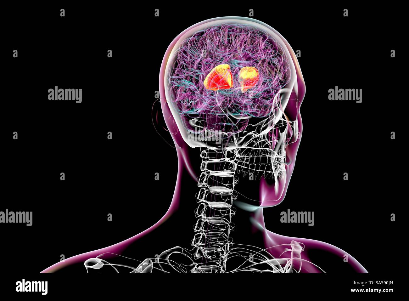 Illustration of the human brain with a highlighted internal capsule ...