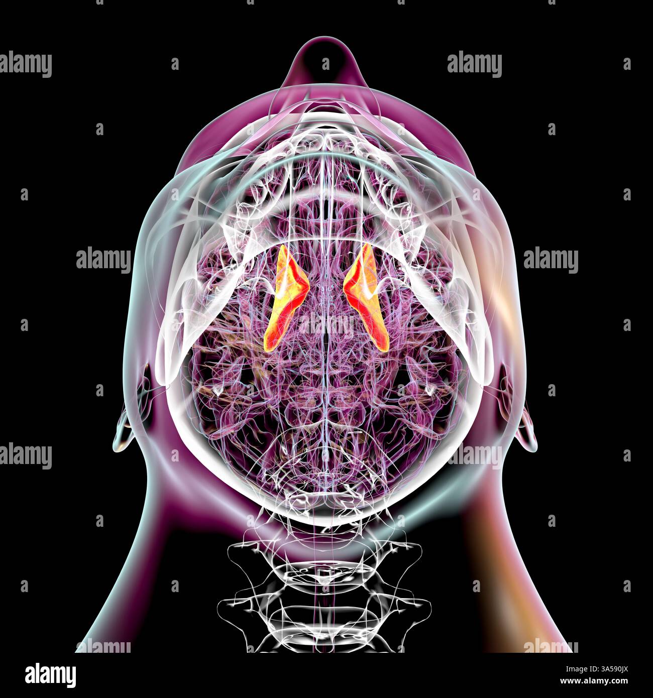 Illustration of the human brain with a highlighted internal capsule ...