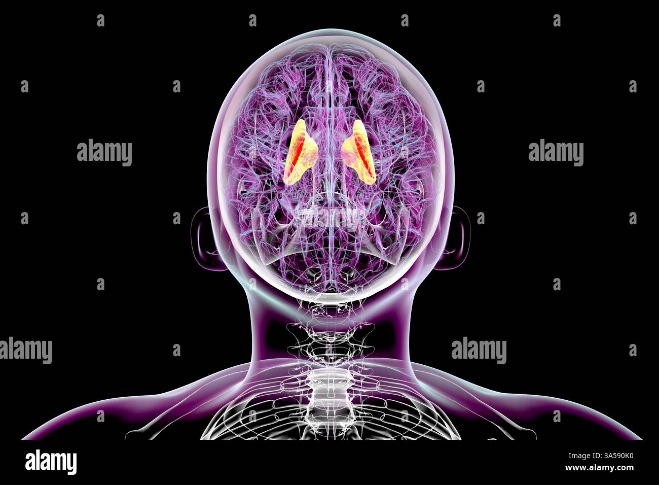 Illustration of the human brain with a highlighted internal capsule ...