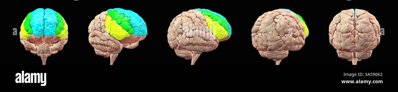 Illustration of the human brain shown from multiple angles with ...