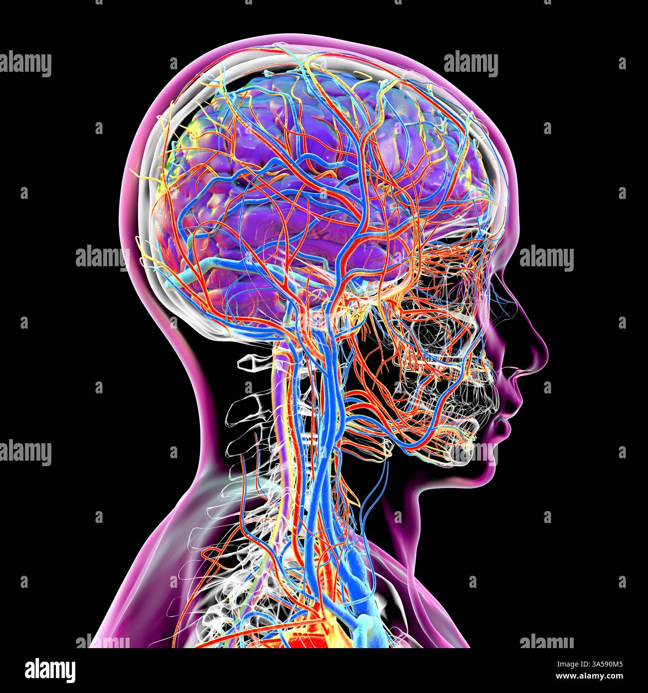 Illustration of the vascular system of the brain, showing the arteries ...