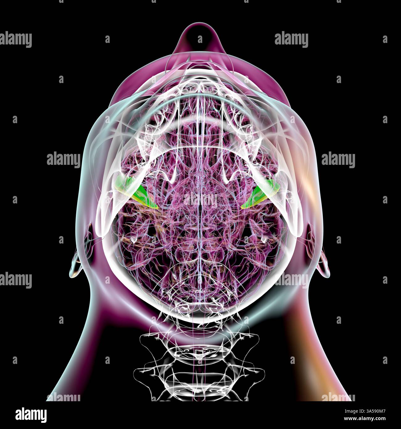 Illustration of the human brain with the transverse temporal gyri ...
