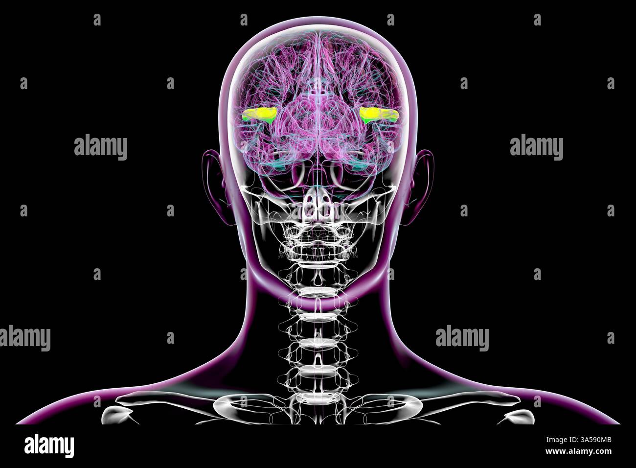 Illustration of the human brain with the transverse temporal gyri ...