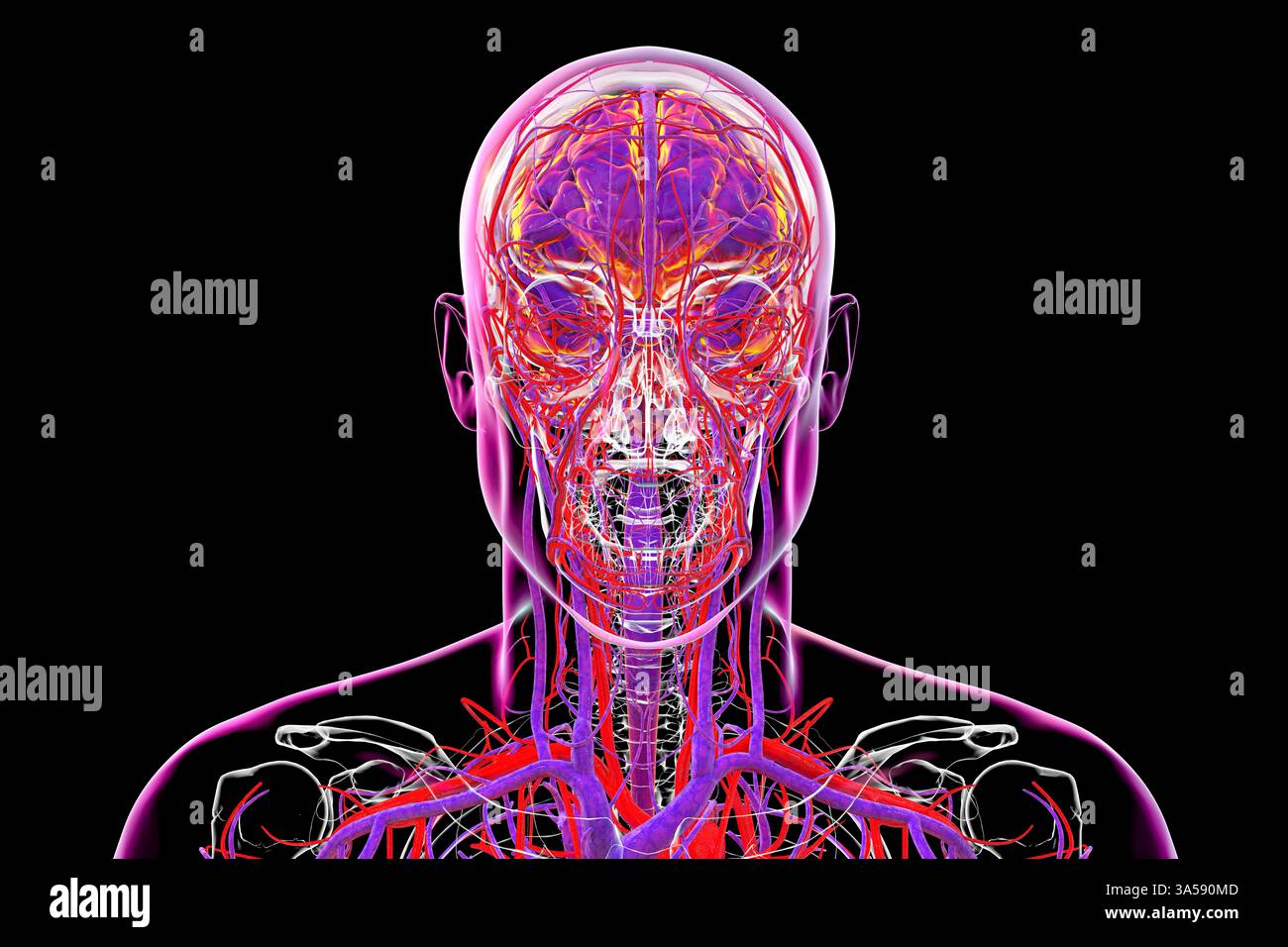 Illustration of the vascular system of the brain, showing the arteries (orange) and veins (blue ...