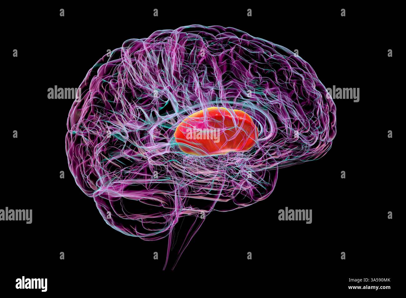 Illustration of the human brain with a highlighted internal capsule ...