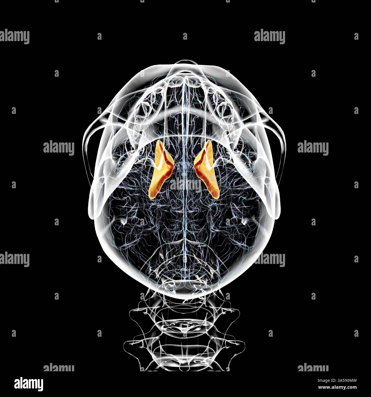 Illustration of the human brain with a highlighted internal capsule ...