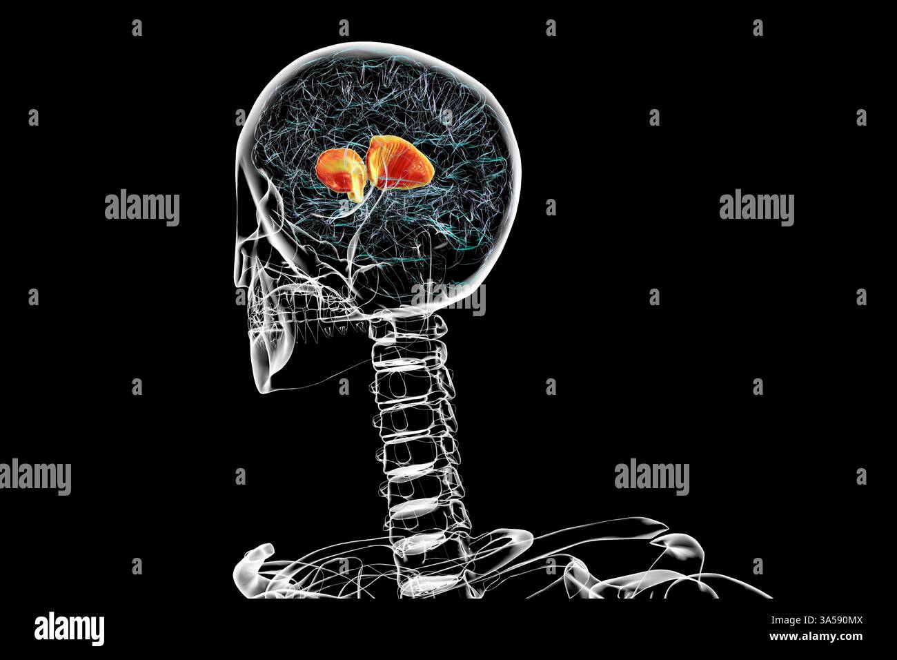 Illustration of the human brain with a highlighted internal capsule ...