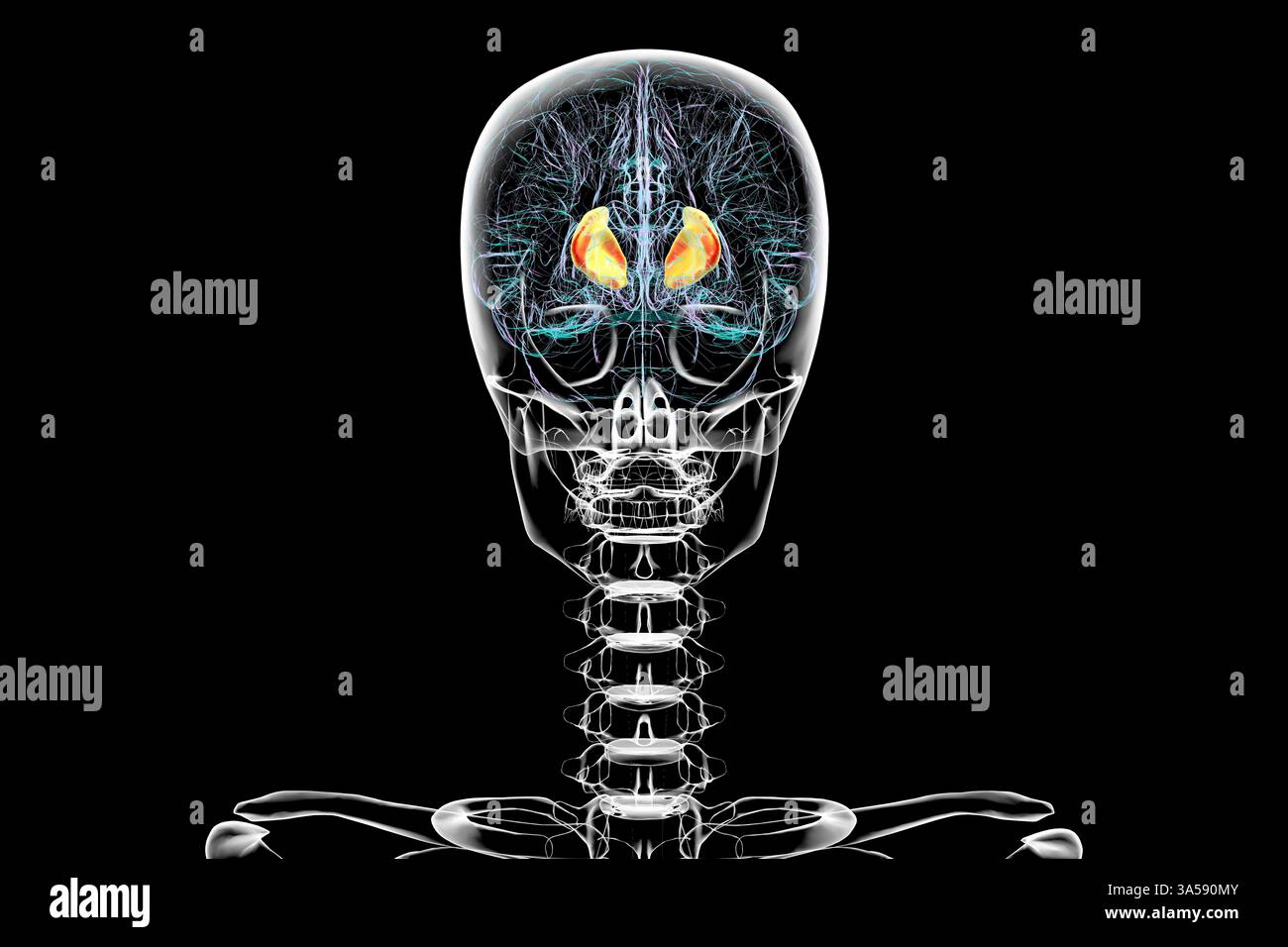 Illustration of the human brain with a highlighted internal capsule ...