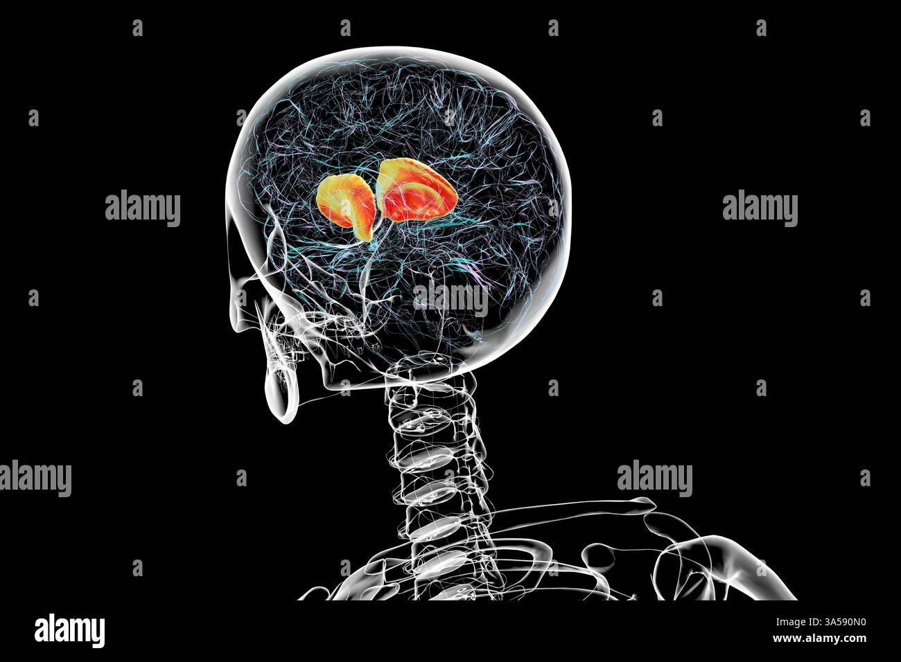 Illustration of the human brain with a highlighted internal capsule ...