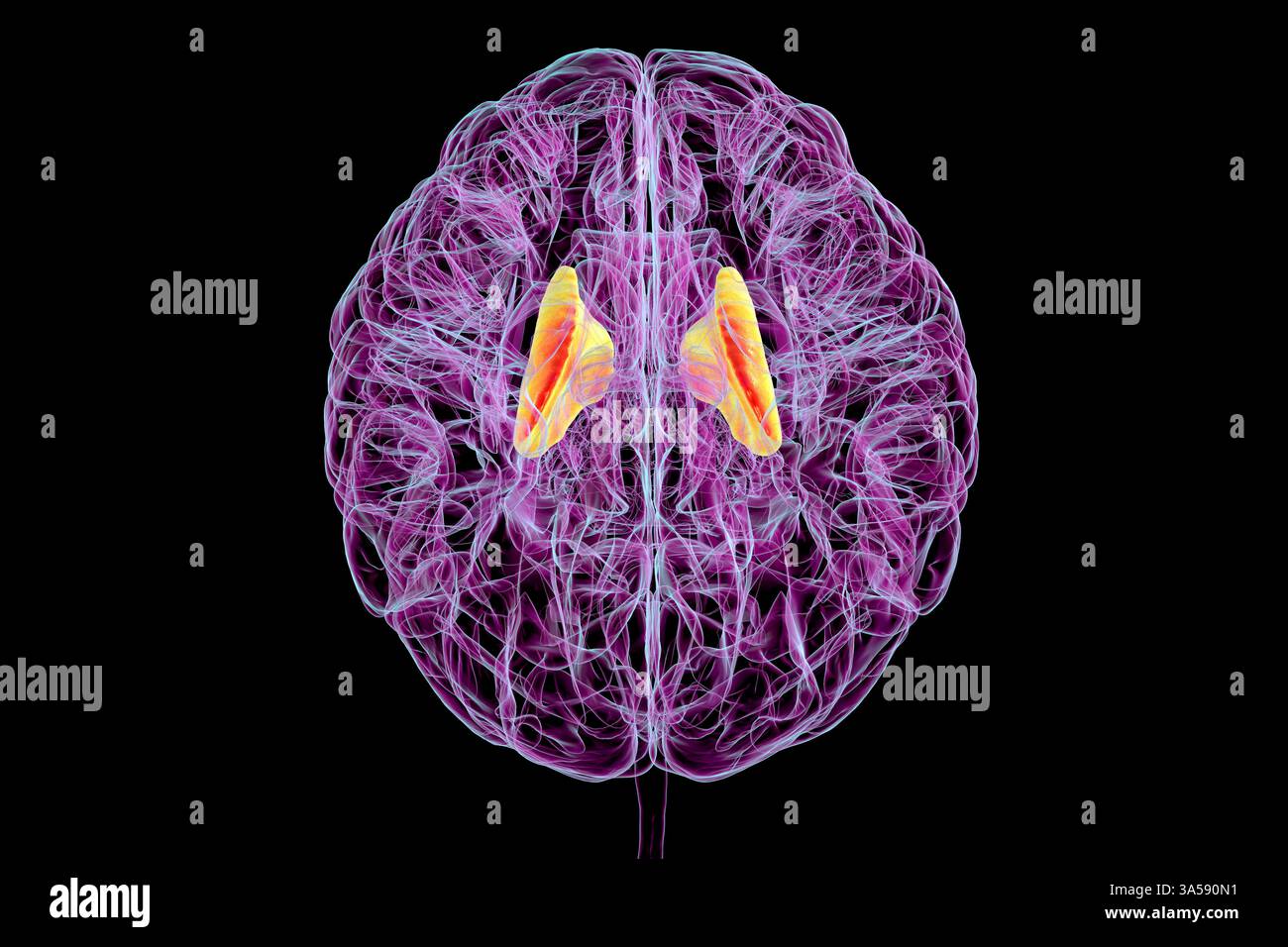 Illustration of the human brain with a highlighted internal capsule ...